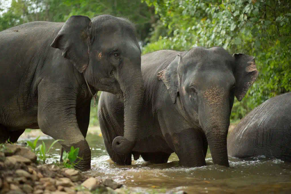 Gallery - Phuket Elephant Conservation